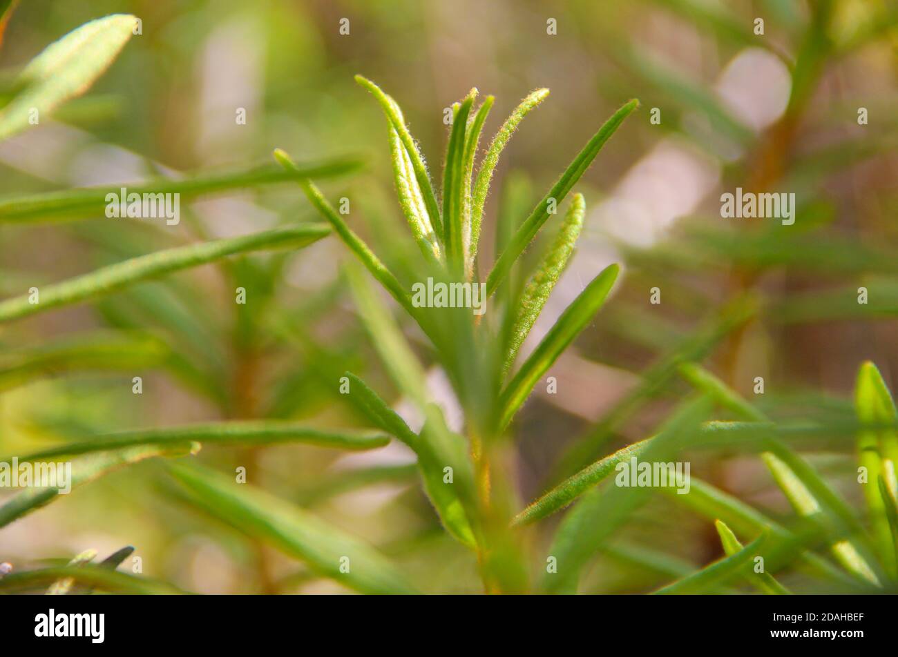 Ledum palustre plant Stock Photo - Alamy