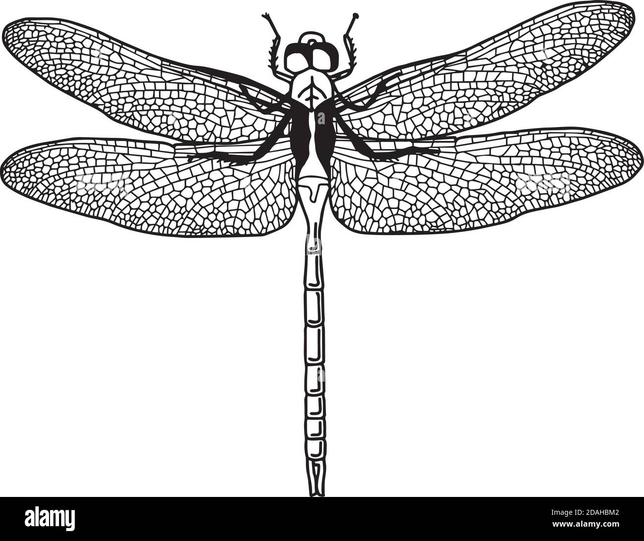 Dragonfly Drawing Black and White Stock Photos & Images - Alamy