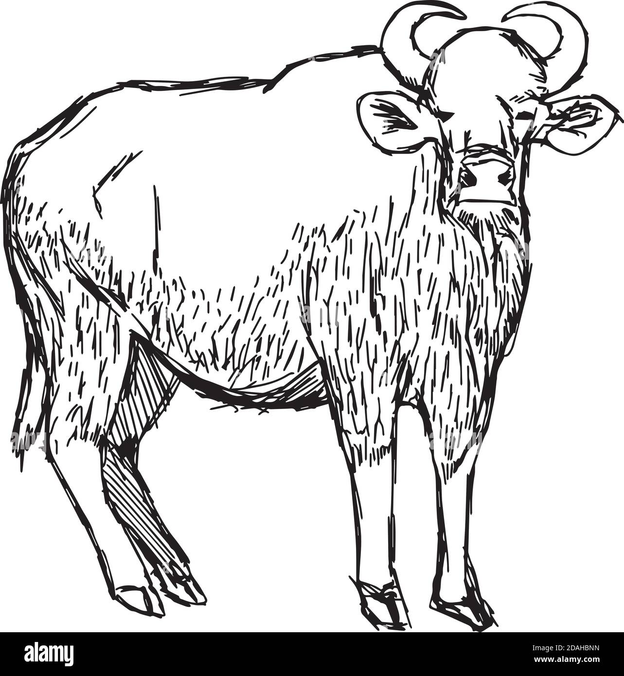 illustration vector hand draw doodles of wild male gaur isolated on ...