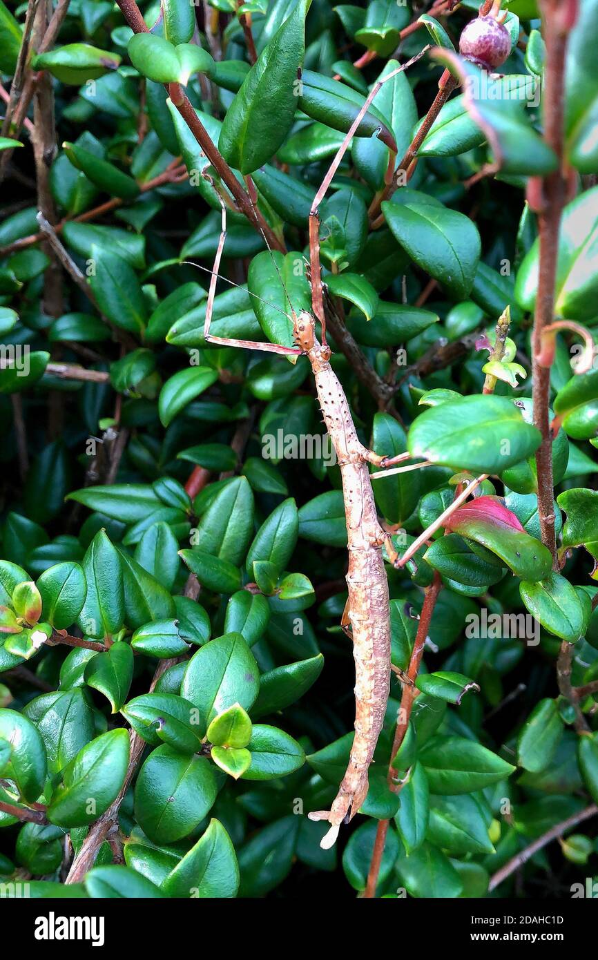 Stick insect camouflage hi-res stock photography and images - Alamy