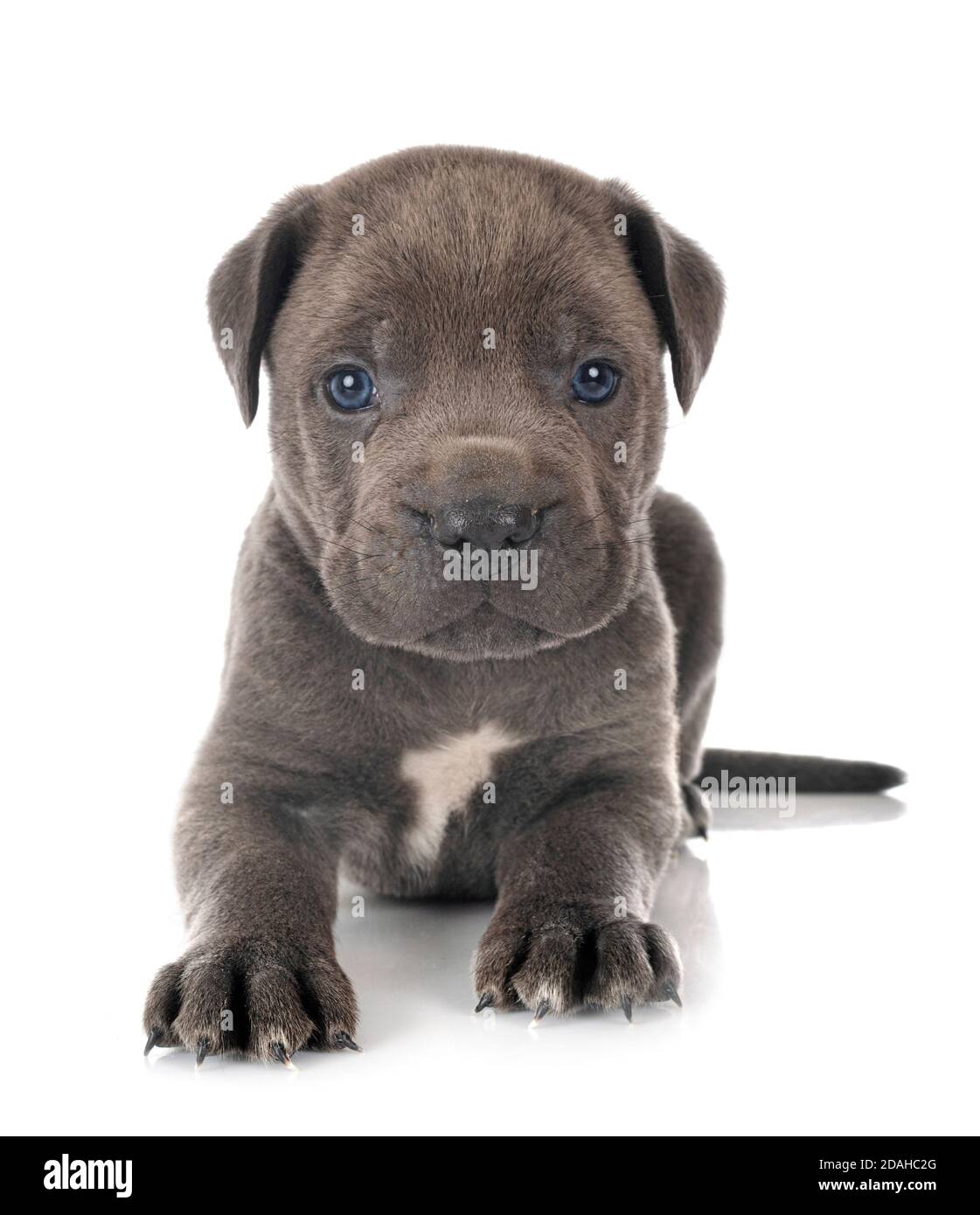 puppy italian mastiff in front of white background Stock Photo - Alamy
