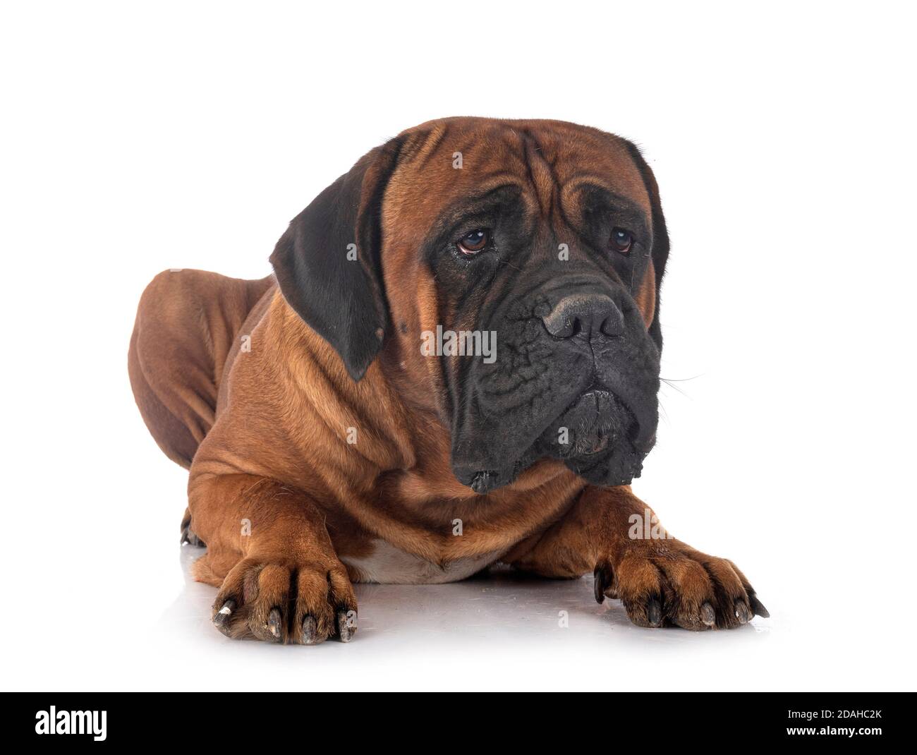 italian mastiff in front of white background Stock Photo - Alamy