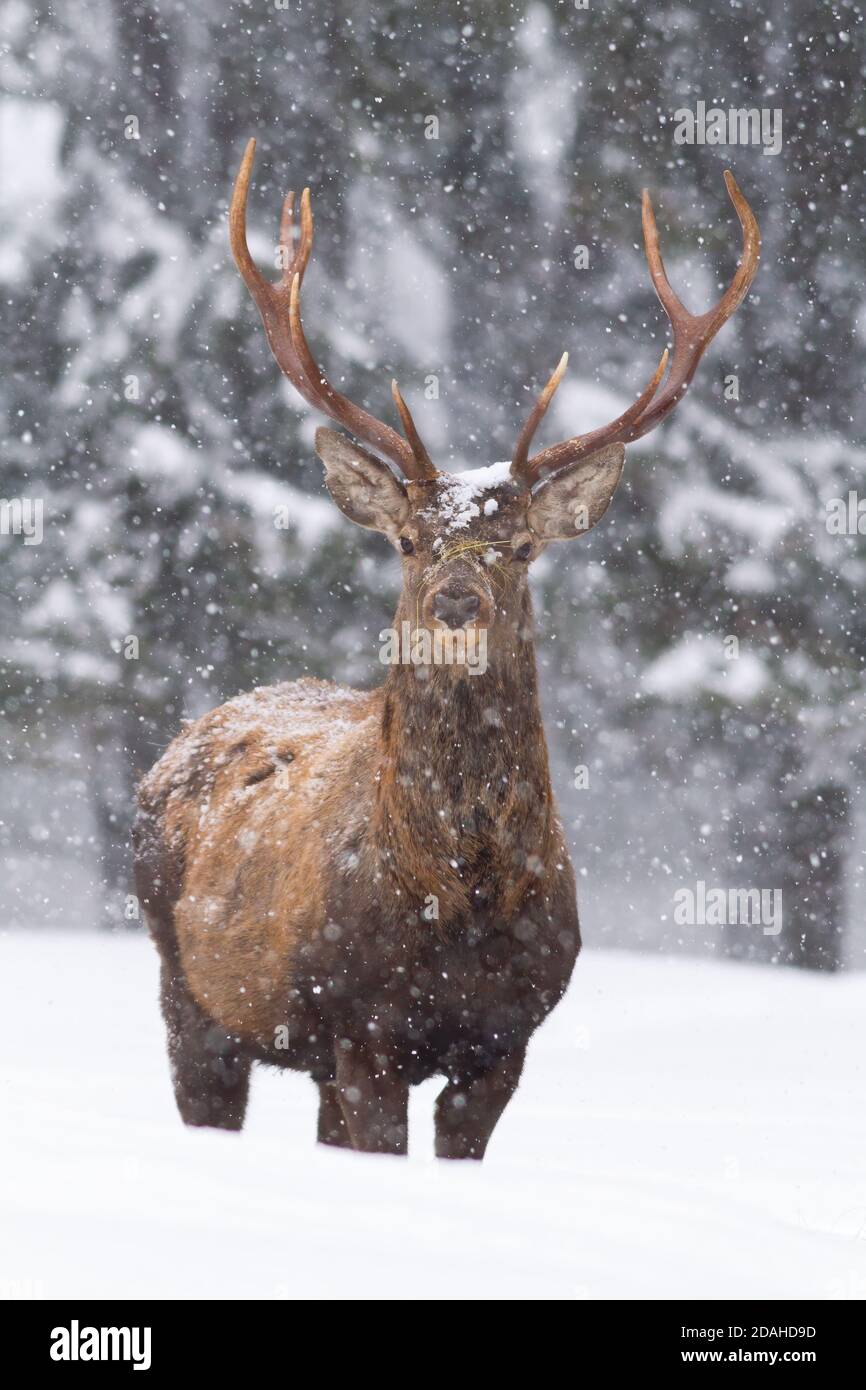 Facing deep snow hi-res stock photography and images - Alamy