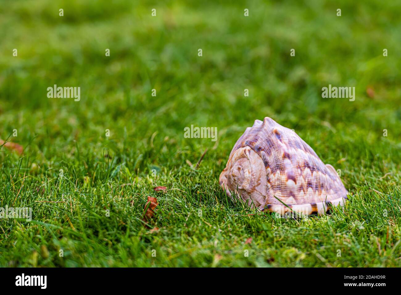 queen conch shell in the green grass, close-up Stock Photo - Alamy