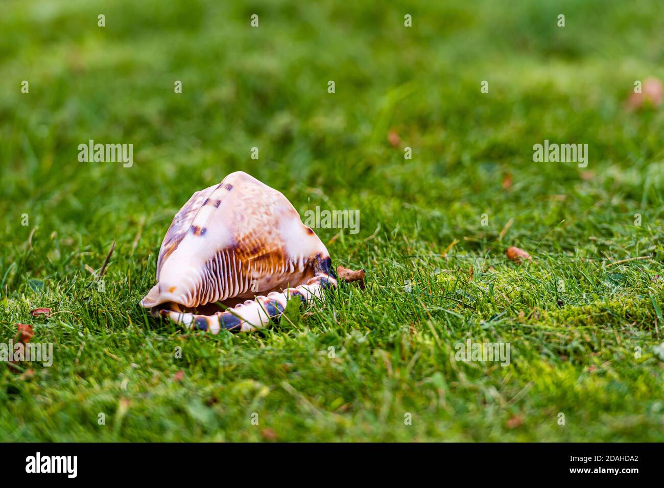 bottom part of queen conch shell in the green grass, close-up Stock ...