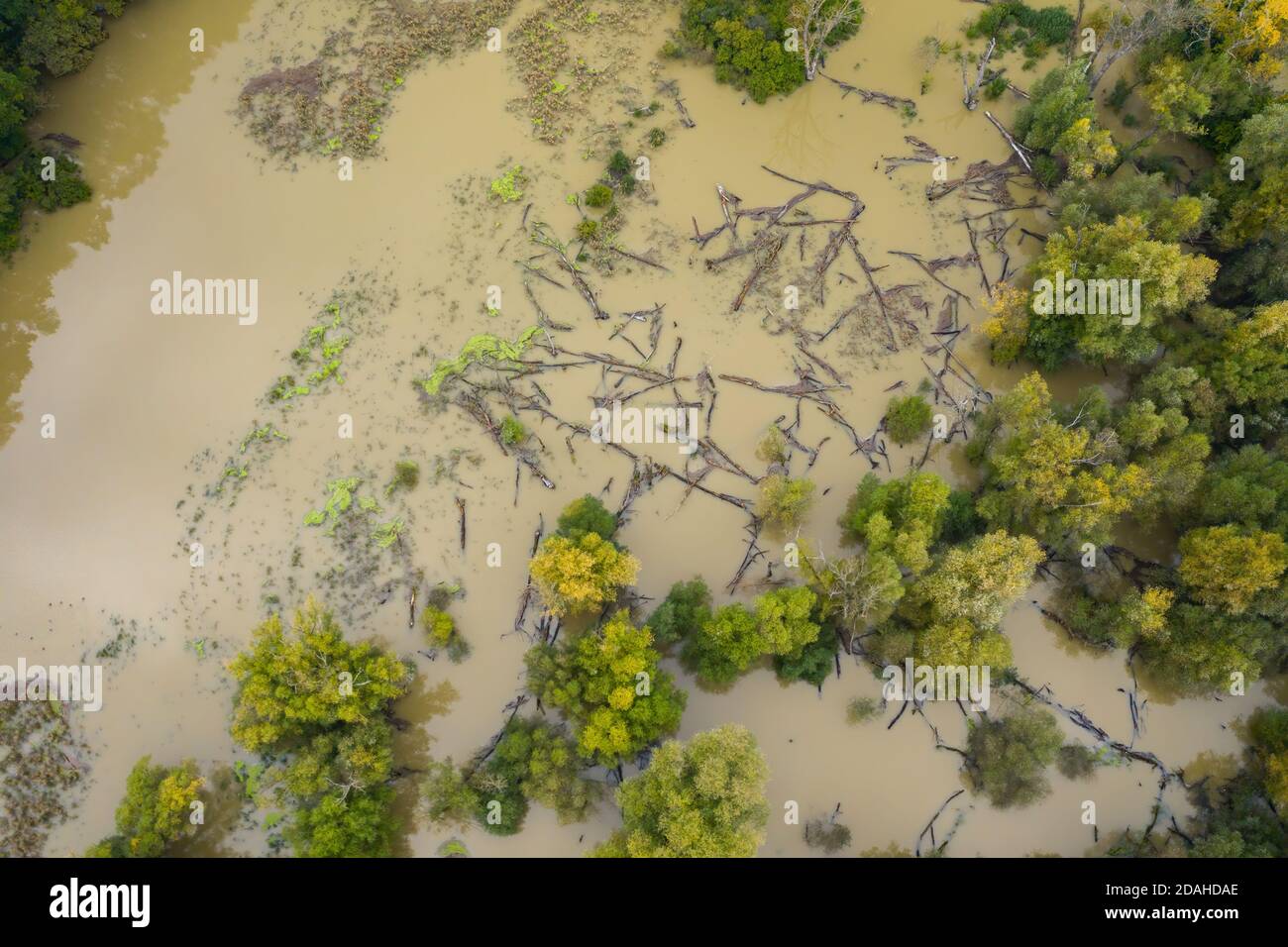 Flooded riparian forest with tree trunks floating on water surface from ...