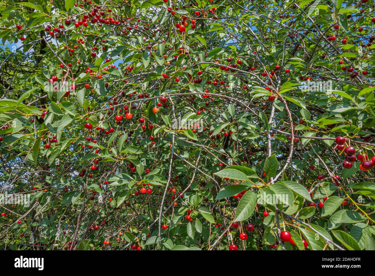 A cherry tree with many red cherry fruits on its branches. Cherry tree ...