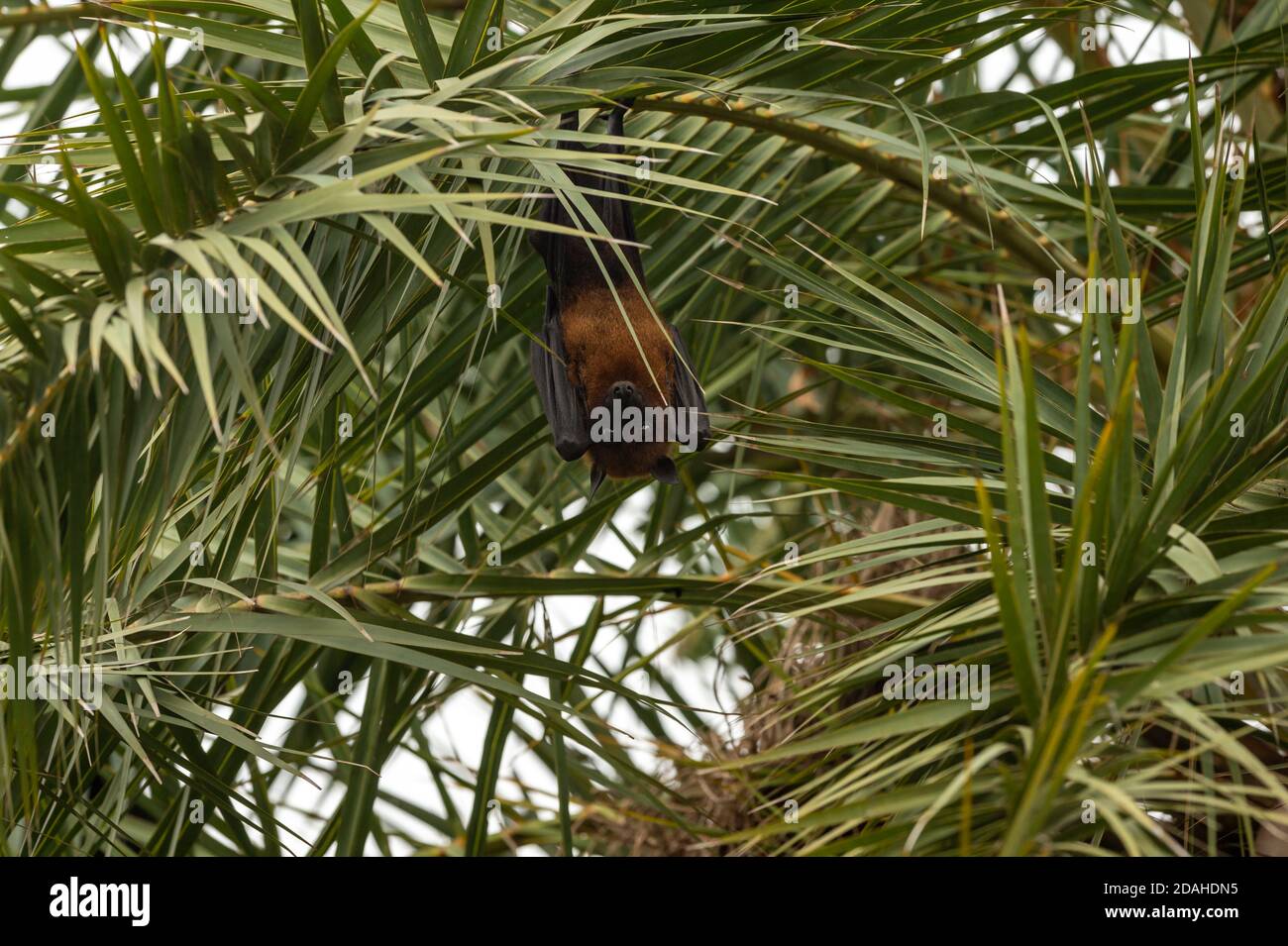 indian flying fox or greater indian fruit bat close up image hanging ...