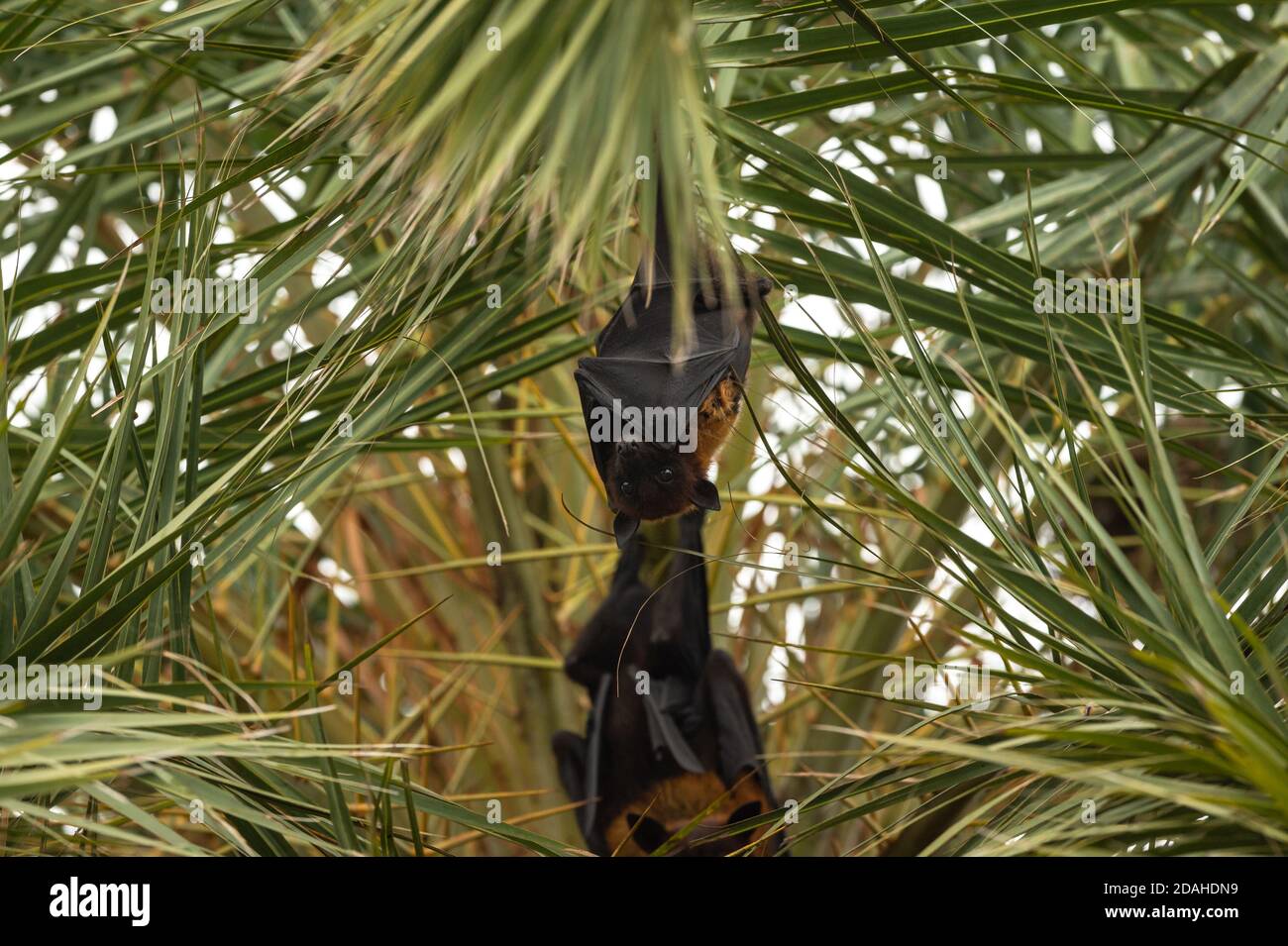 indian flying fox or greater indian fruit bat close up image hanging ...