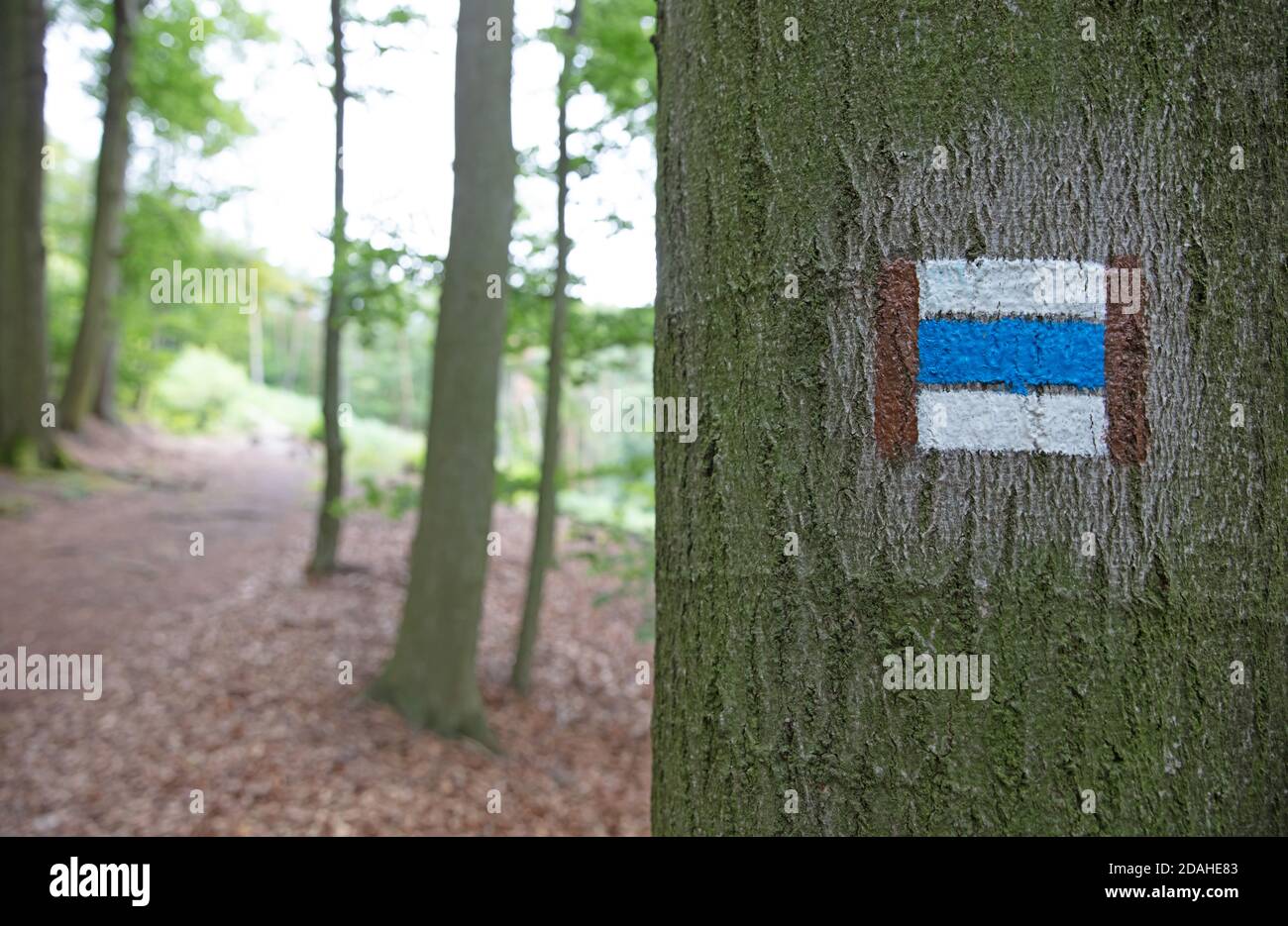 Marking the tourist route painted on the tree - Travel route sign Stock ...