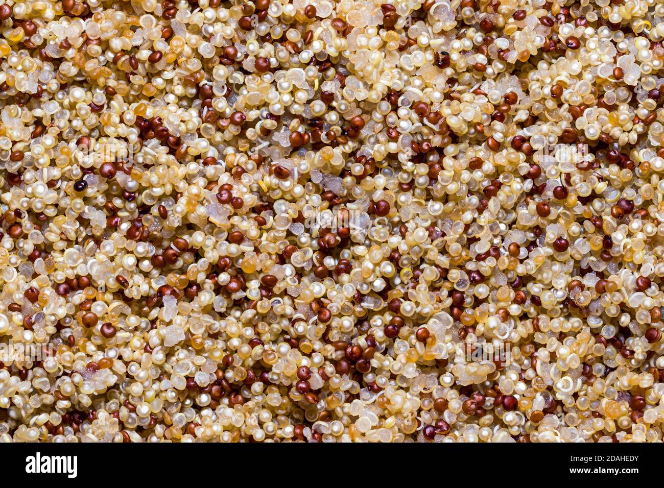 Cooked mixture of red and white quinoa. Food texture Stock Photo - Alamy