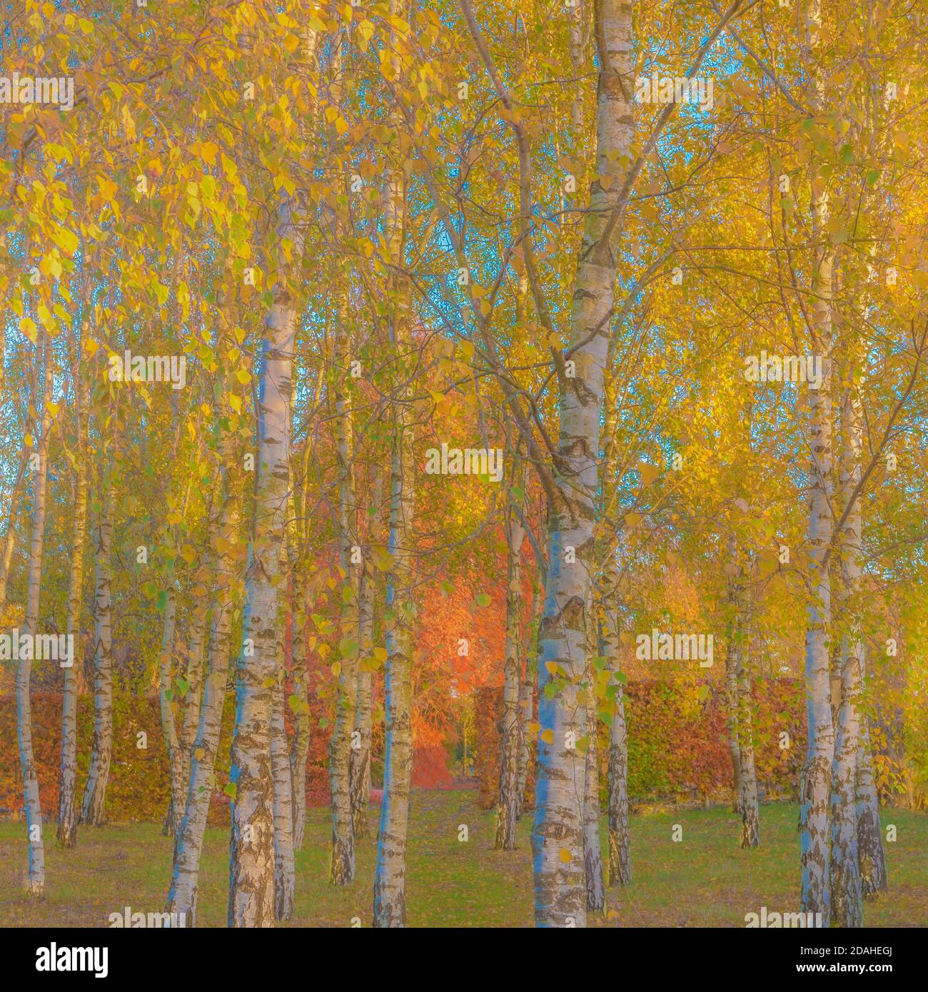 White birch trees in garden hi-res stock photography and images - Alamy