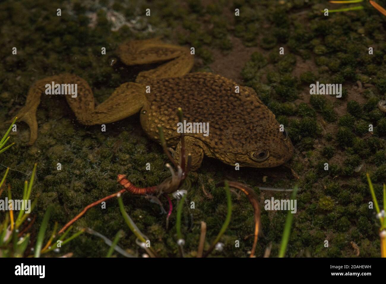Telmatobius marmoratus hi-res stock photography and images - Alamy