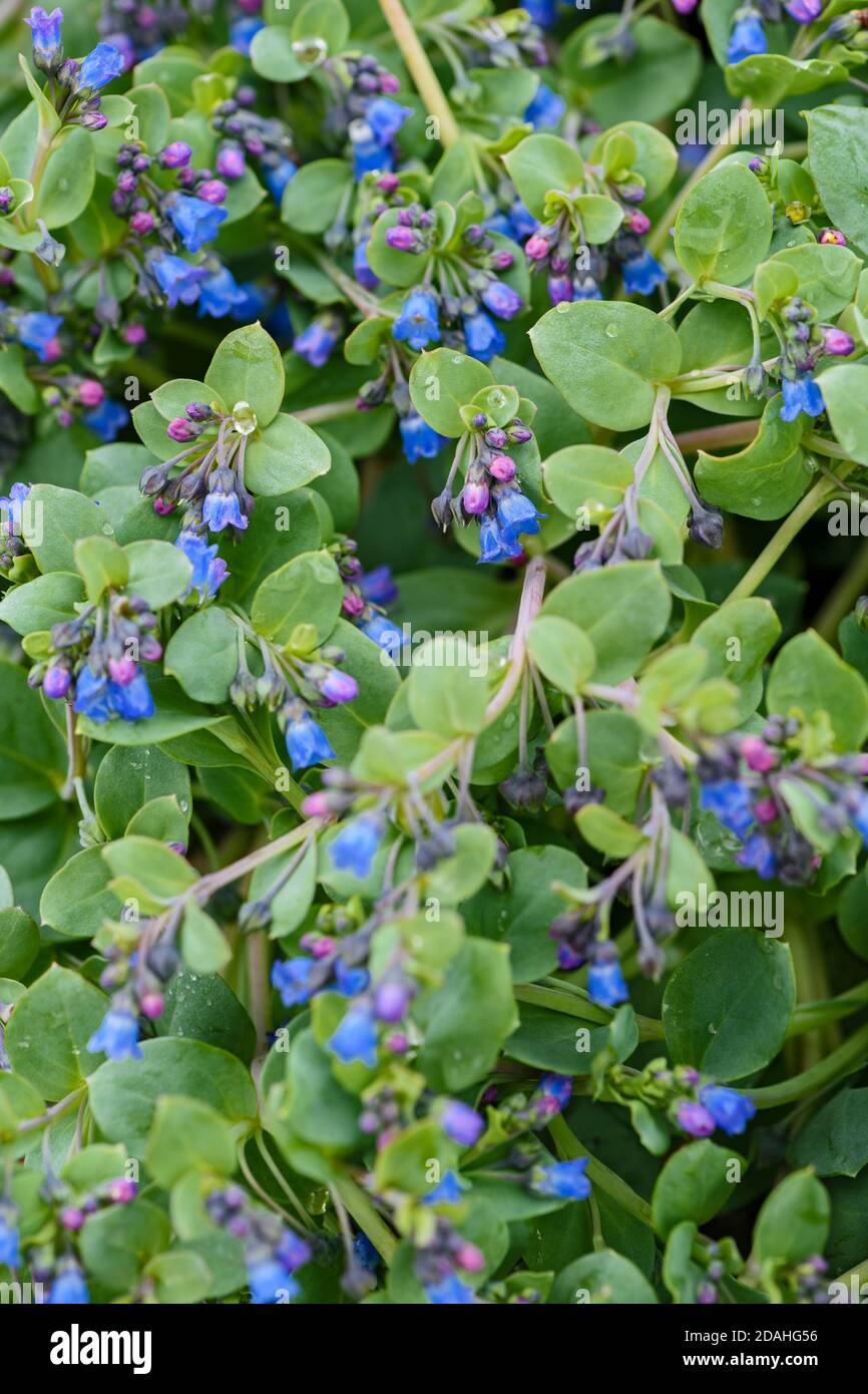 Oysterplant - Mertensia maritima, beautiful rare blue flower from ...