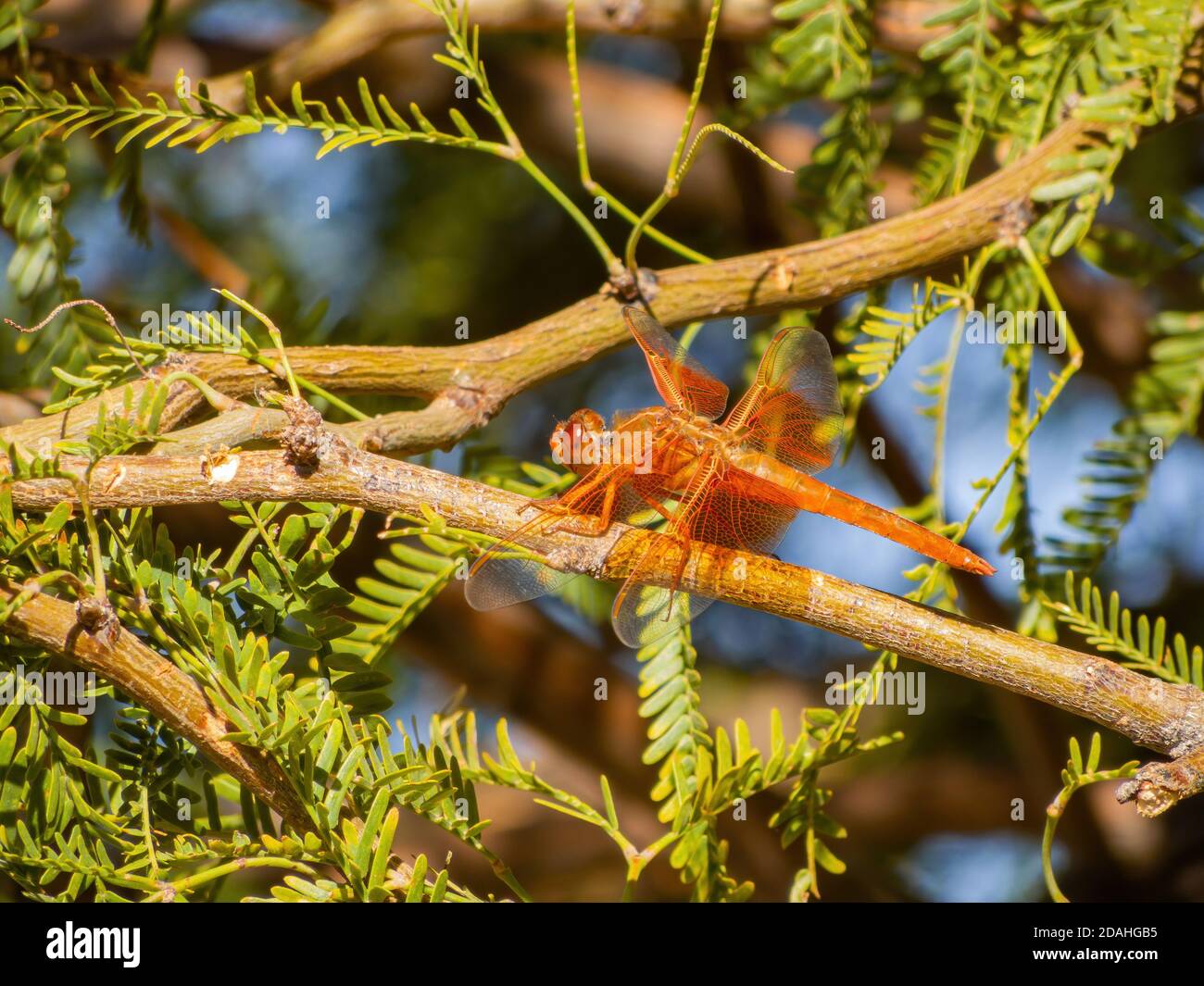 Close up shot of a Flame skimmer dragonfly at Las Vegas, Nevada Stock ...