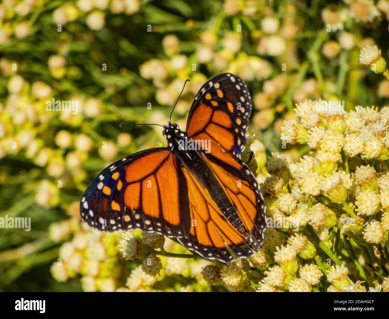 Monarch butterfly natural preserve hi-res stock photography and images ...