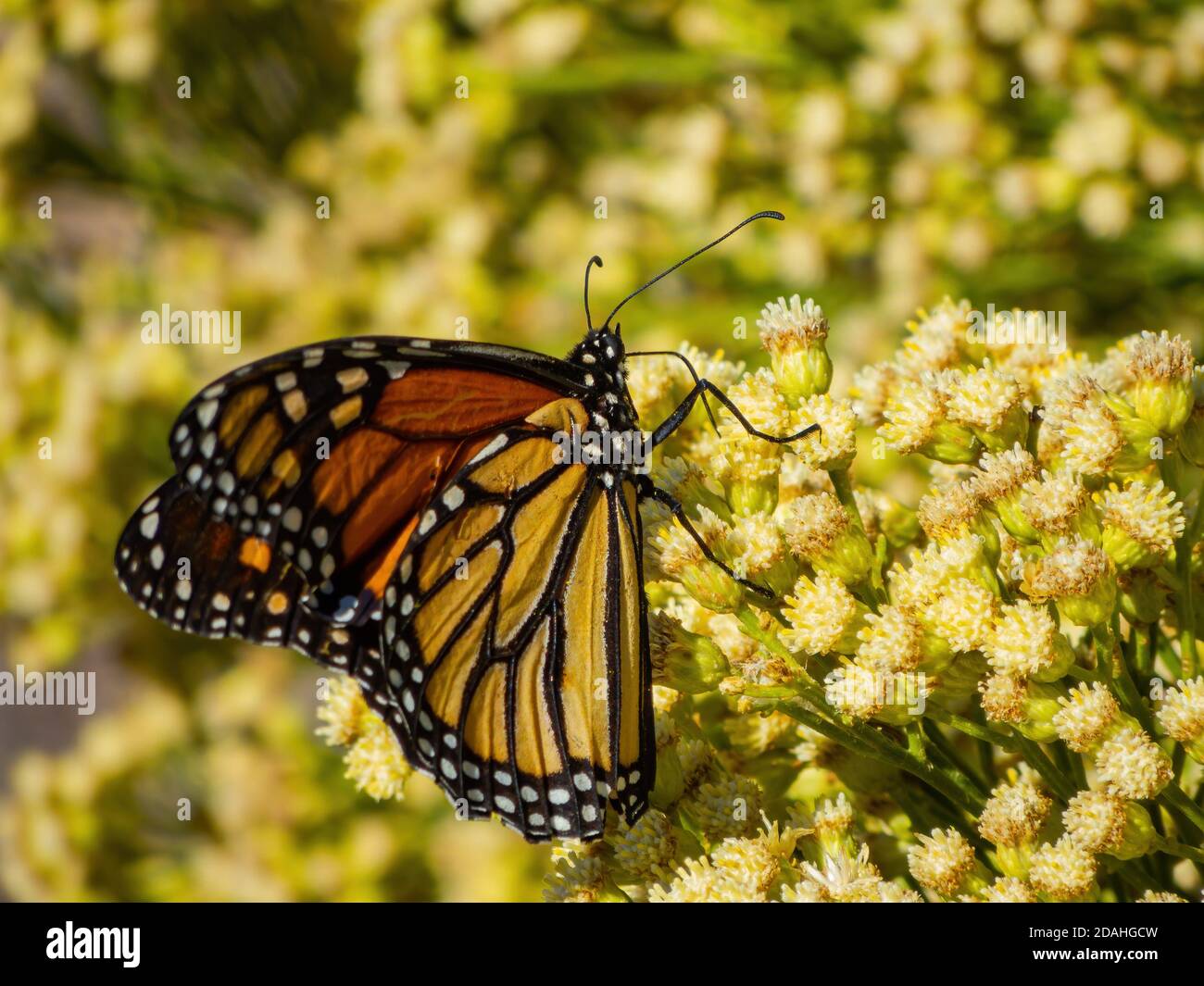 Beautiful Monarch Butterfly High Resolution Stock Photography and ...