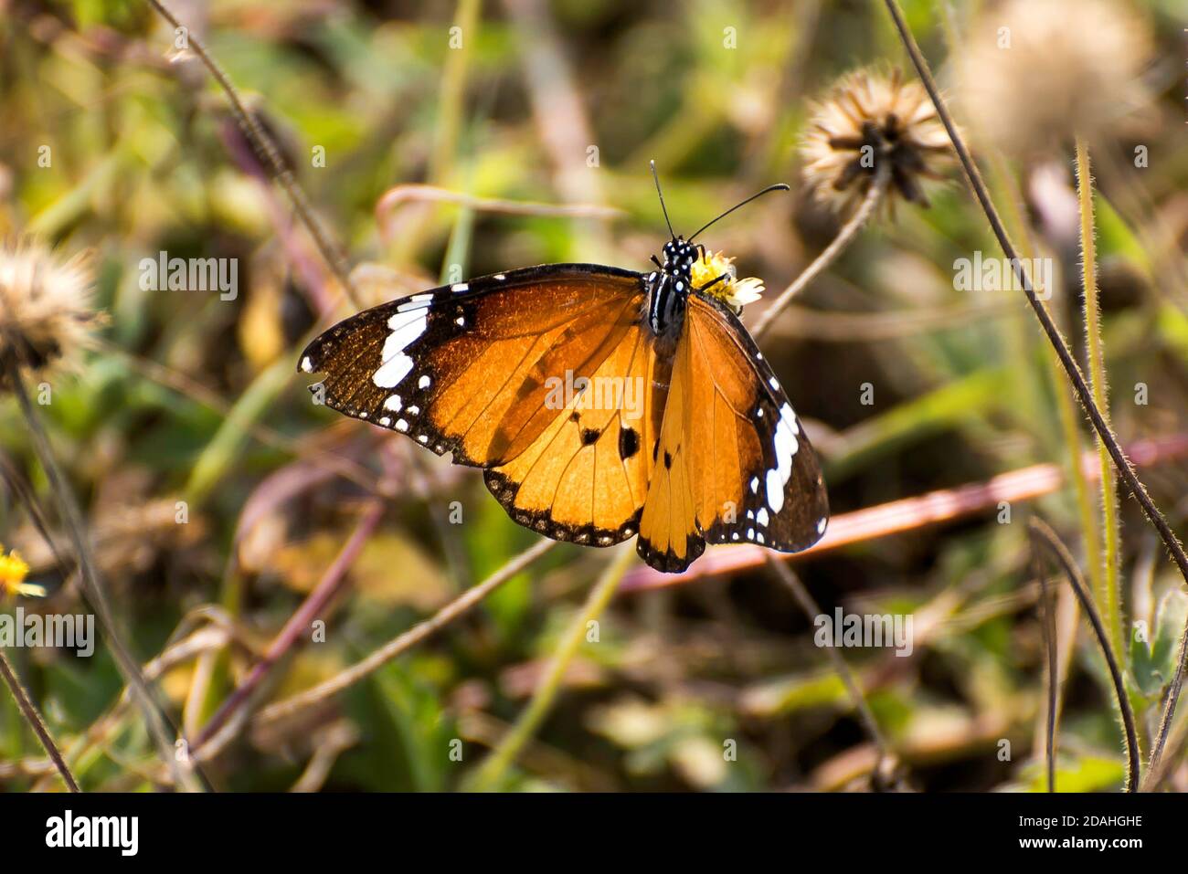 Butterfly honey sucking hi-res stock photography and images - Alamy