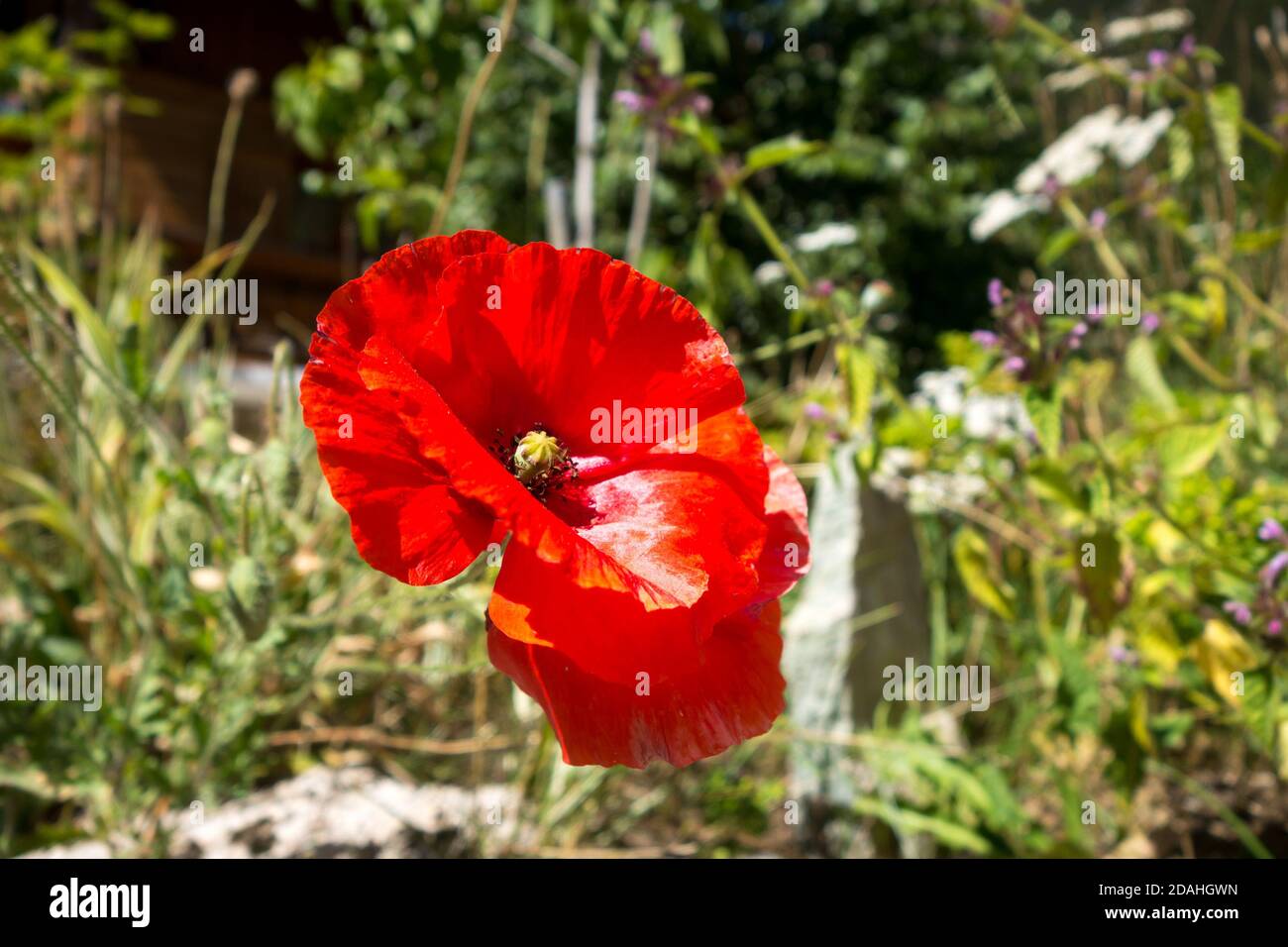 Poppy flower closeup view in Vanoise national Park field, French alps ...