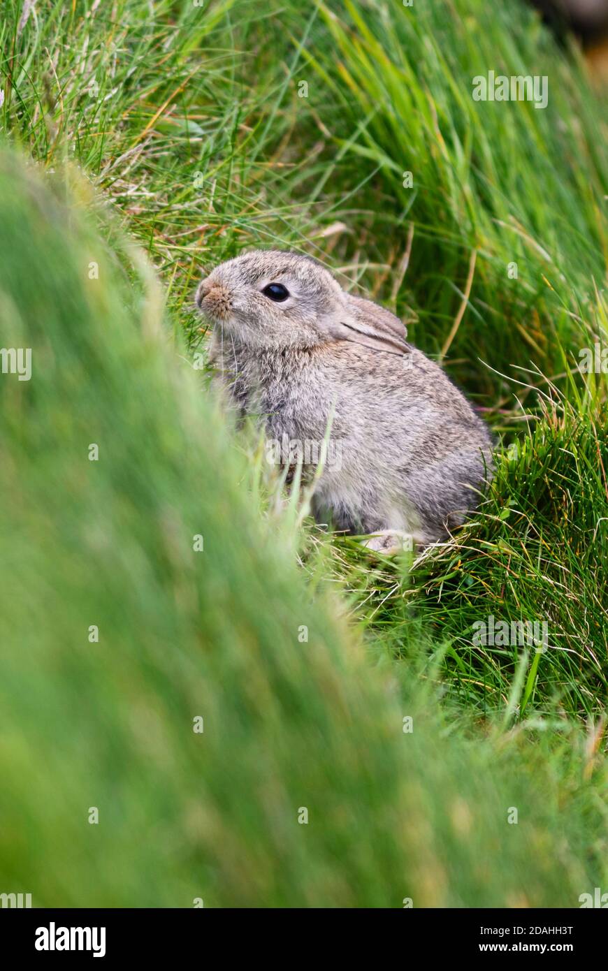 European Rabbit - Oryctolagus cuniculus, cute small mammal from ...
