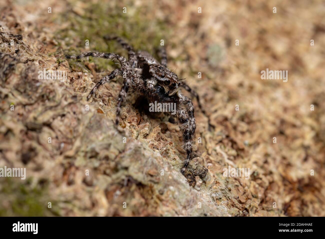 adult male jumping spider of the species Platycryptus magnus on a tree ...