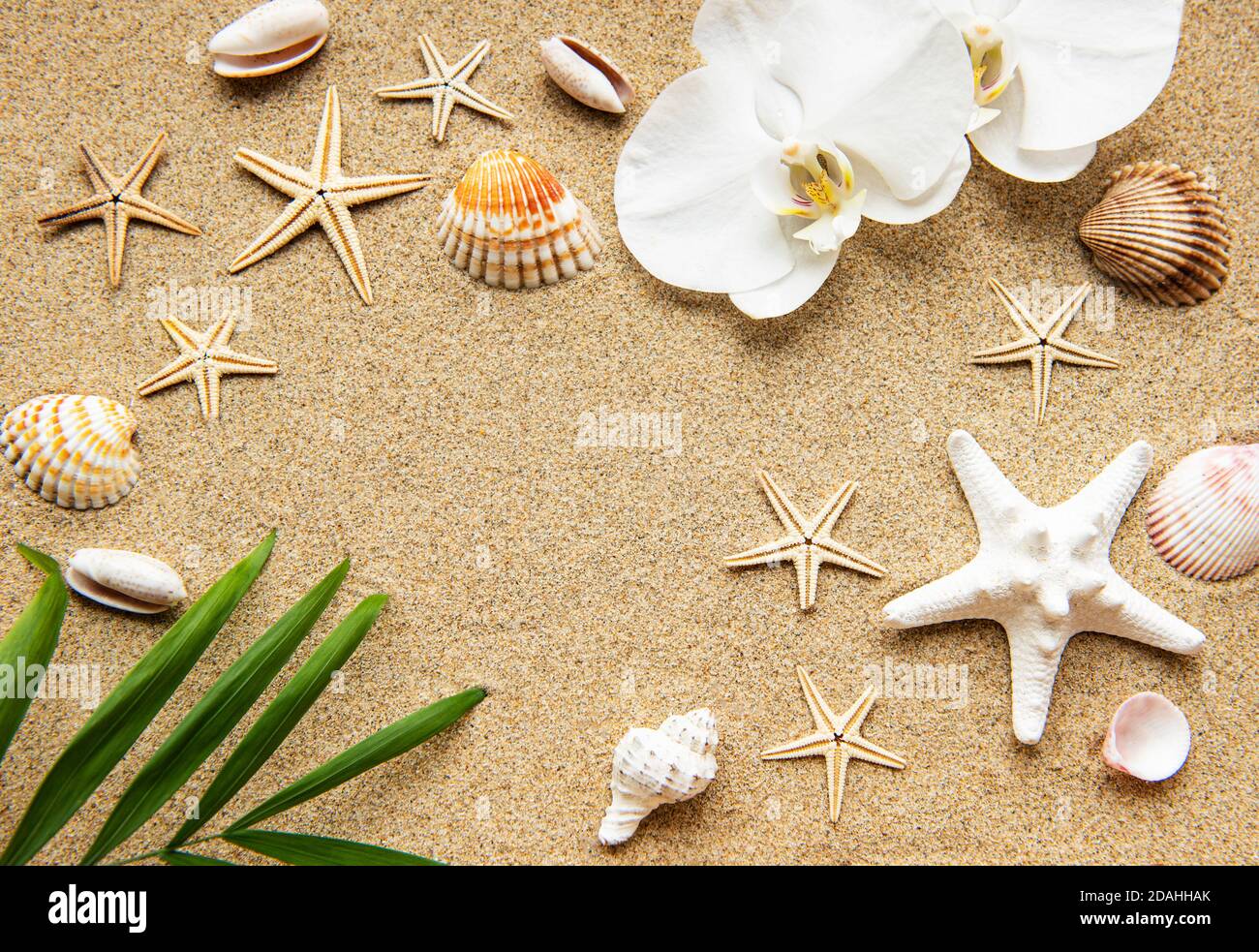 Seashells on sand. Sea summer vacation background with space for the ...