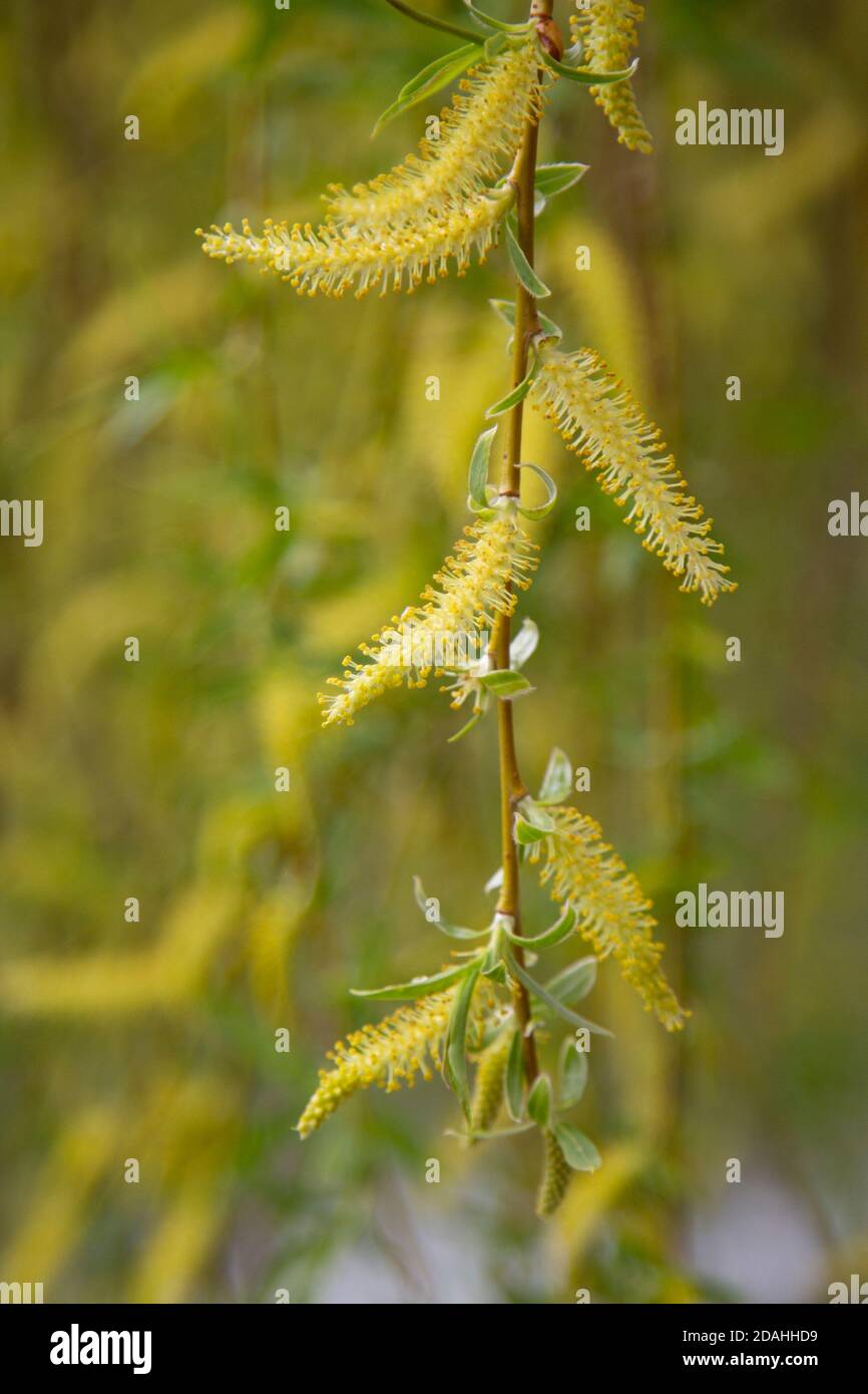 Yellow weeping willow tree on hi-res stock photography and images - Alamy
