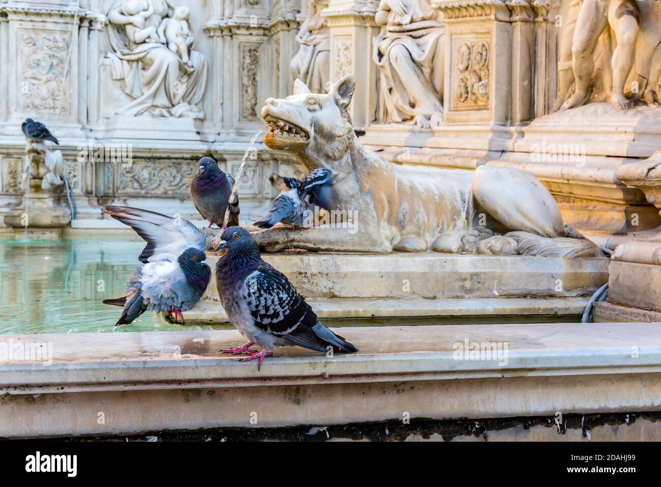 Pigeons on the fountain in the central square in Siena town in Tuscany ...