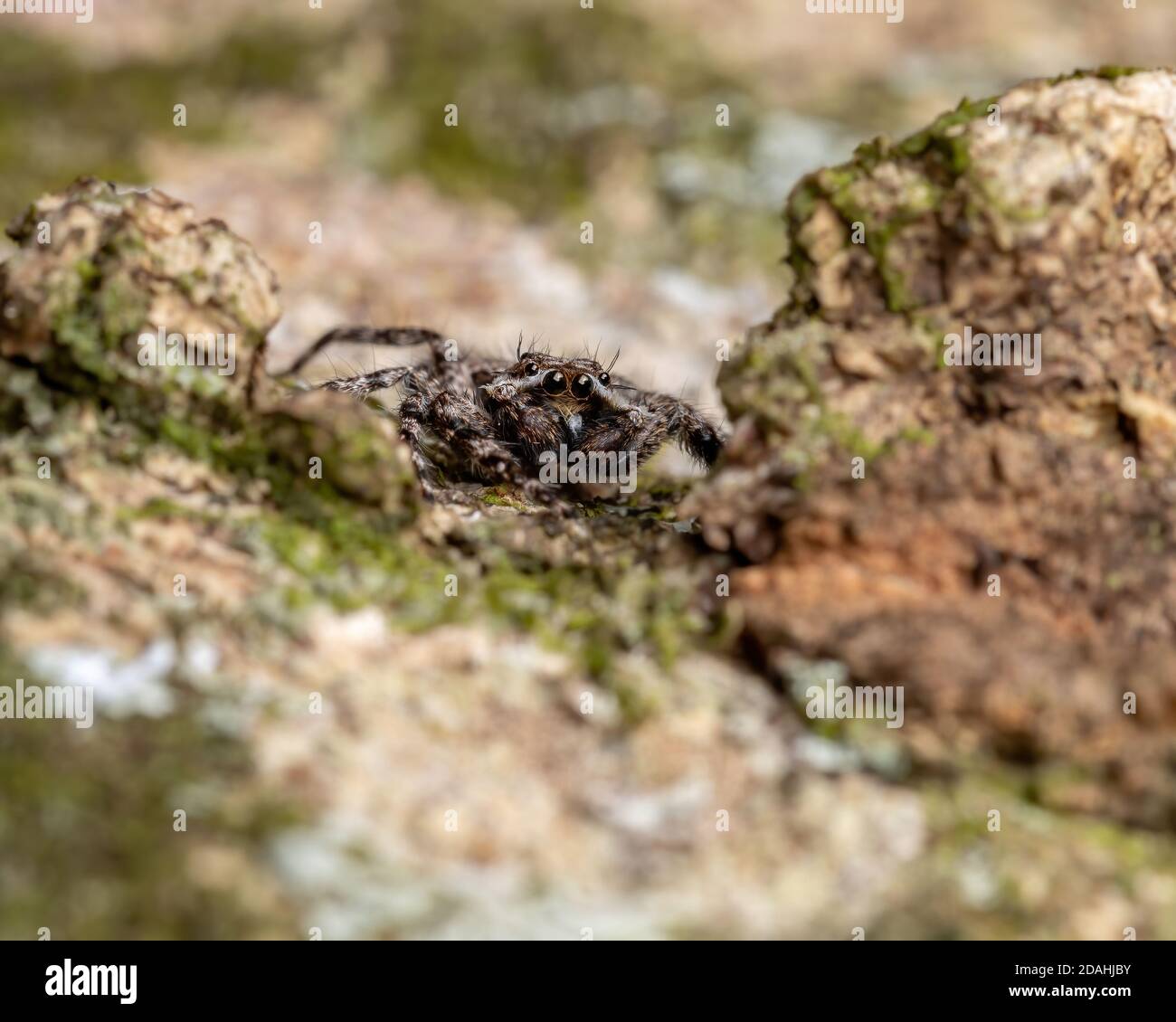 adult male jumping spider of the species Platycryptus magnus on a tree ...