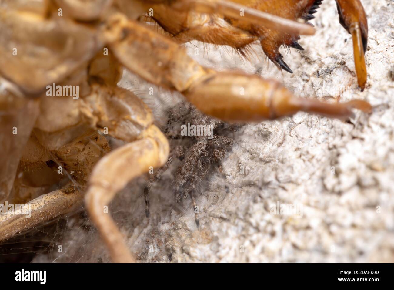 Cicadas male hi-res stock photography and images - Alamy