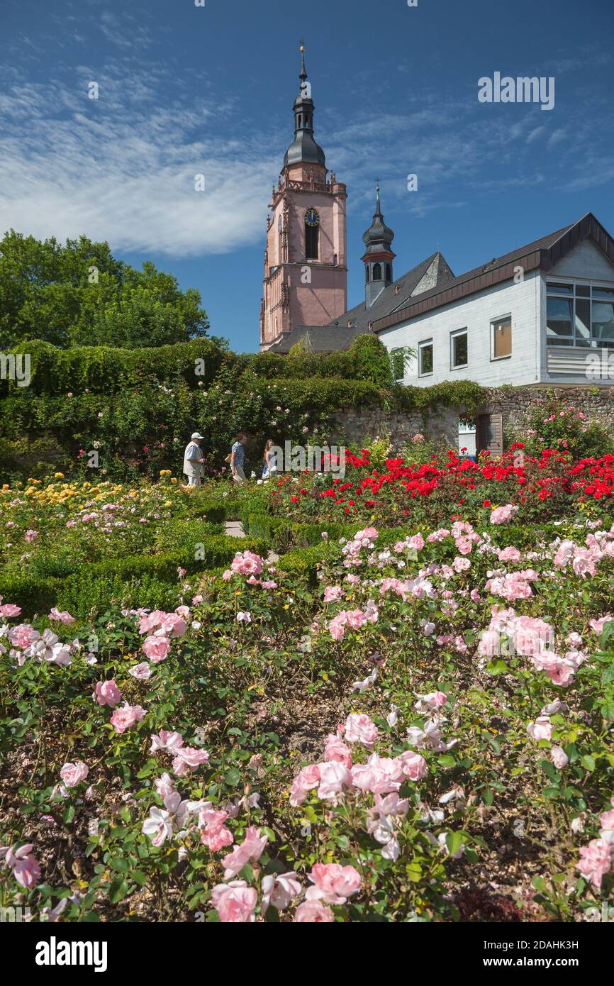 geography / travel, Germany, Hesse, Eltville at Rhine, Eltville, rose ...