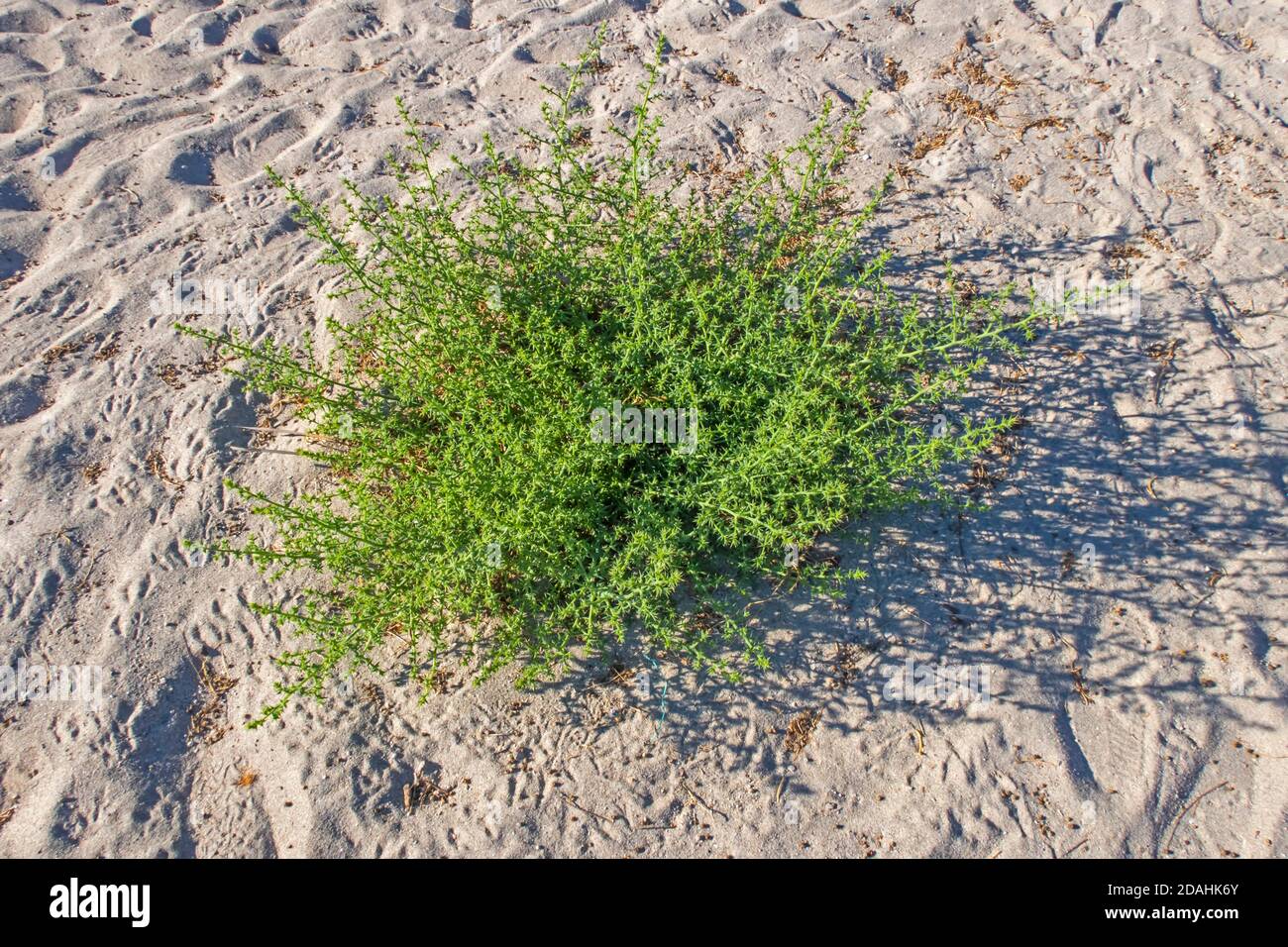 Wet sea weeds hi-res stock photography and images - Alamy