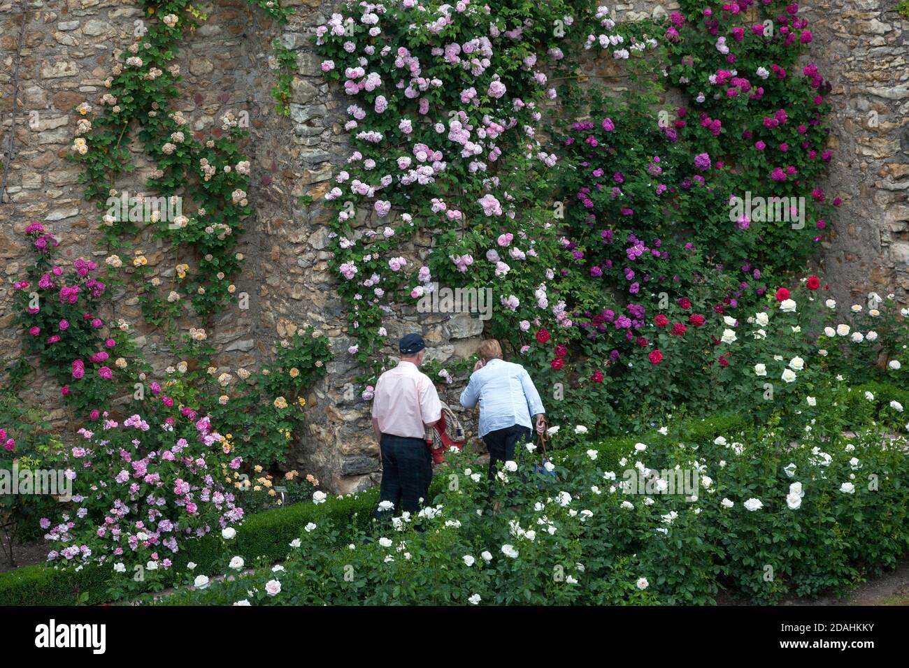 geography / travel, Germany, Hesse, Eltville at Rhine, Eltville, rose ...