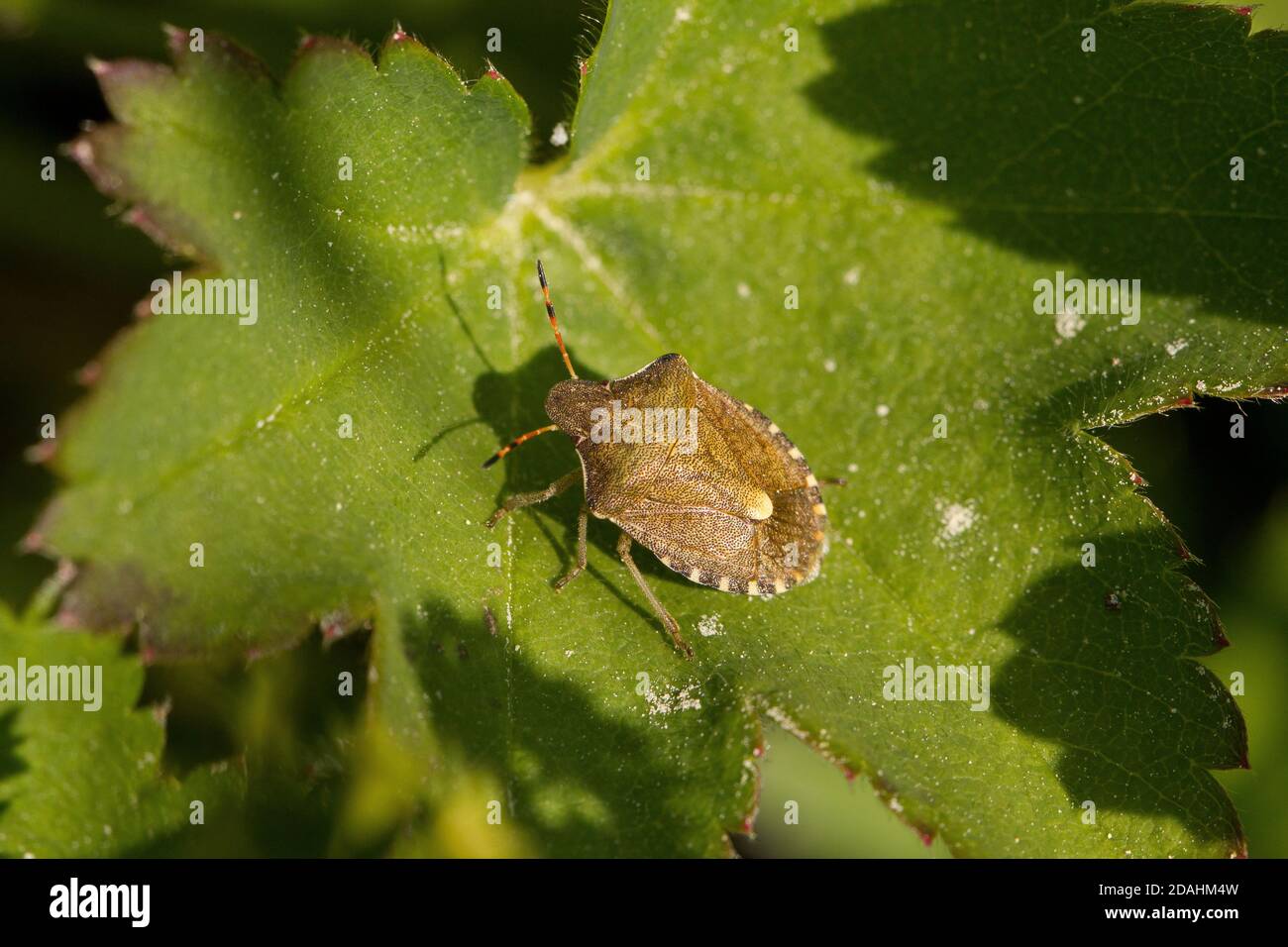 Pentatomidae peribalus hi-res stock photography and images - Alamy
