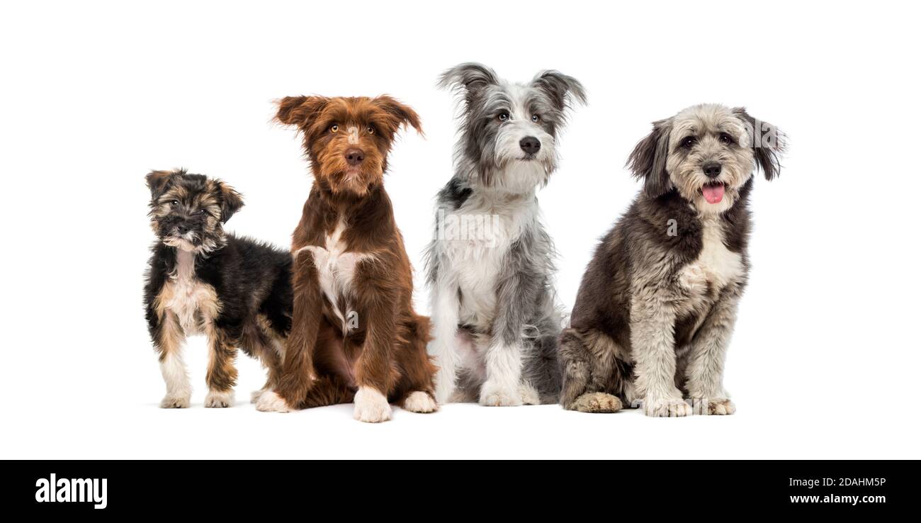 Group of Crossbreed dogs sitting together in a row Stock Photo - Alamy