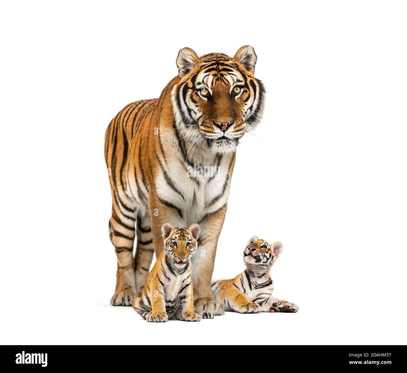 Tiger Cubs And Mother