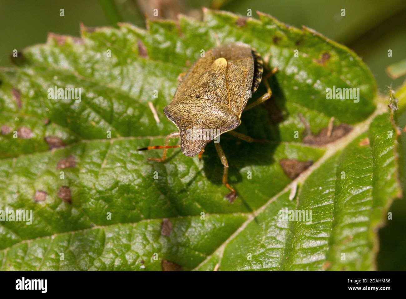 Pentatomidae peribalus hi-res stock photography and images - Alamy