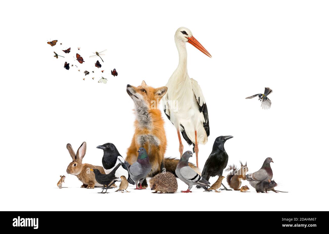 Fox and the hare Cut Out Stock Images & Pictures - Alamy
