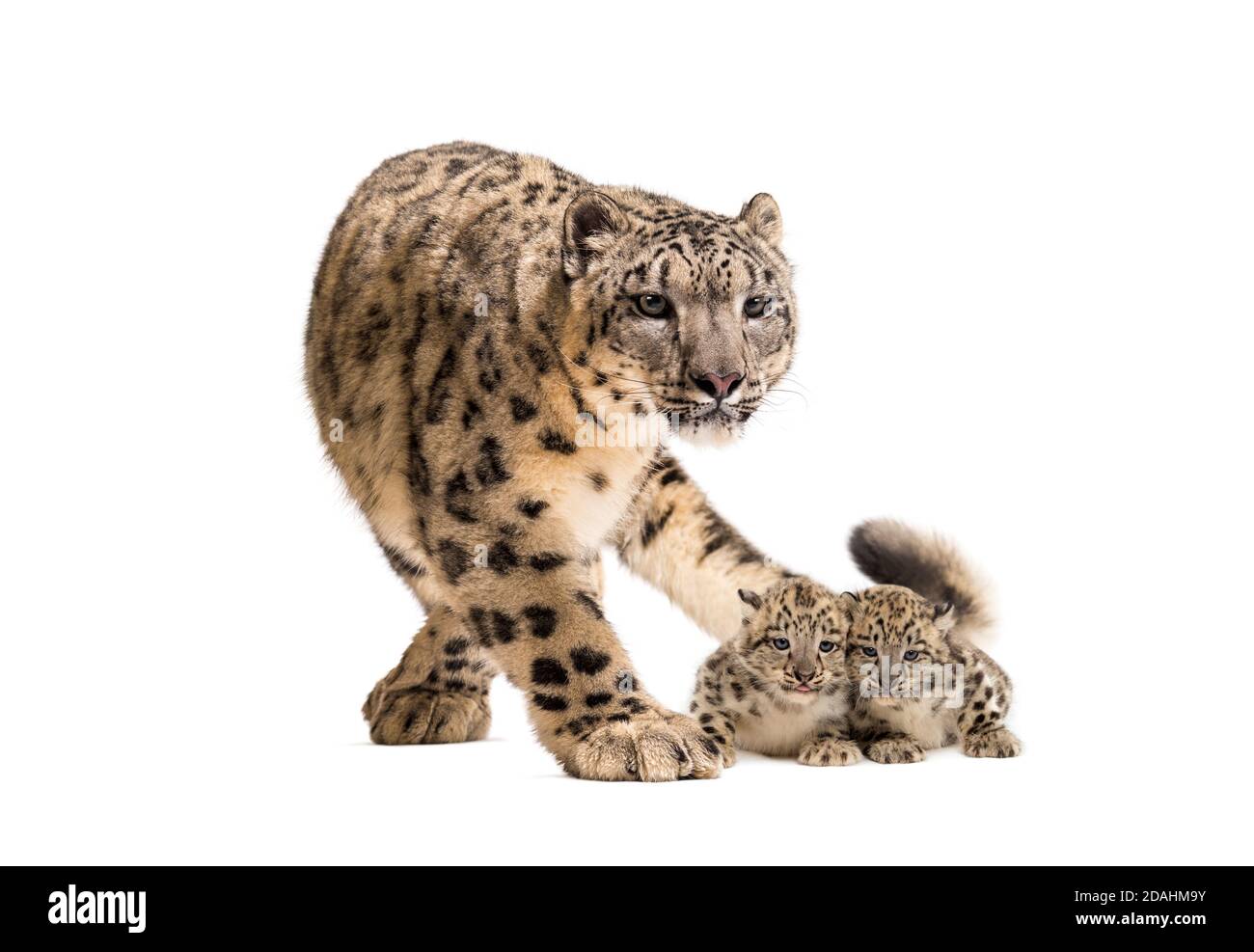 Snow leopard baby Cut Out Stock Images & Pictures - Alamy
