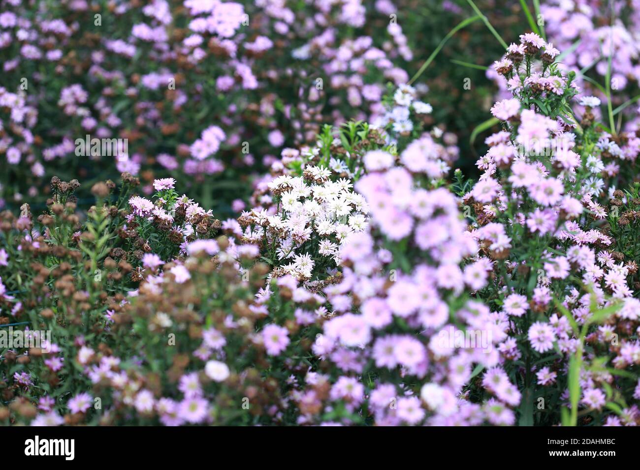 Arguerite hi-res stock photography and images - Alamy