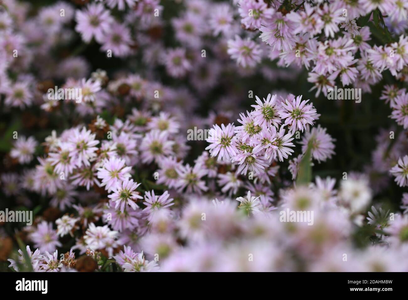 Arguerite hi-res stock photography and images - Alamy