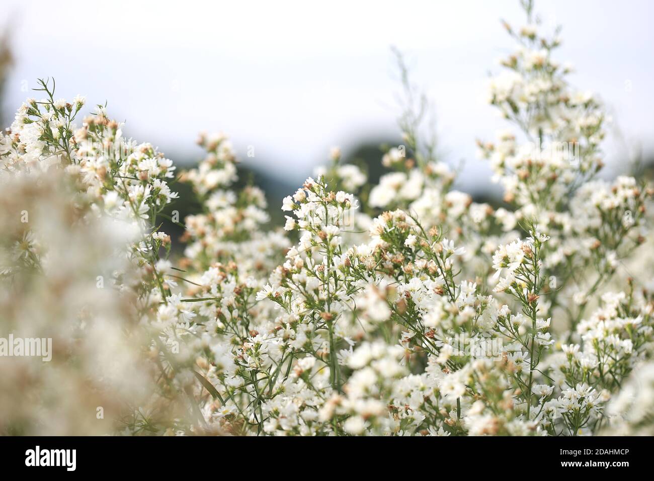 Arguerite hi-res stock photography and images - Alamy