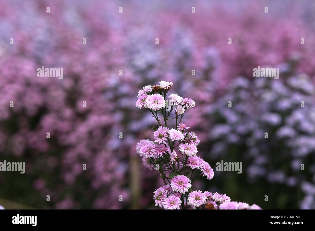 Arguerite hi-res stock photography and images - Alamy
