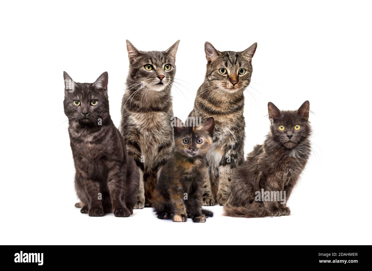 Group of crossbreed cats sitting in a row, isolated on white Stock ...