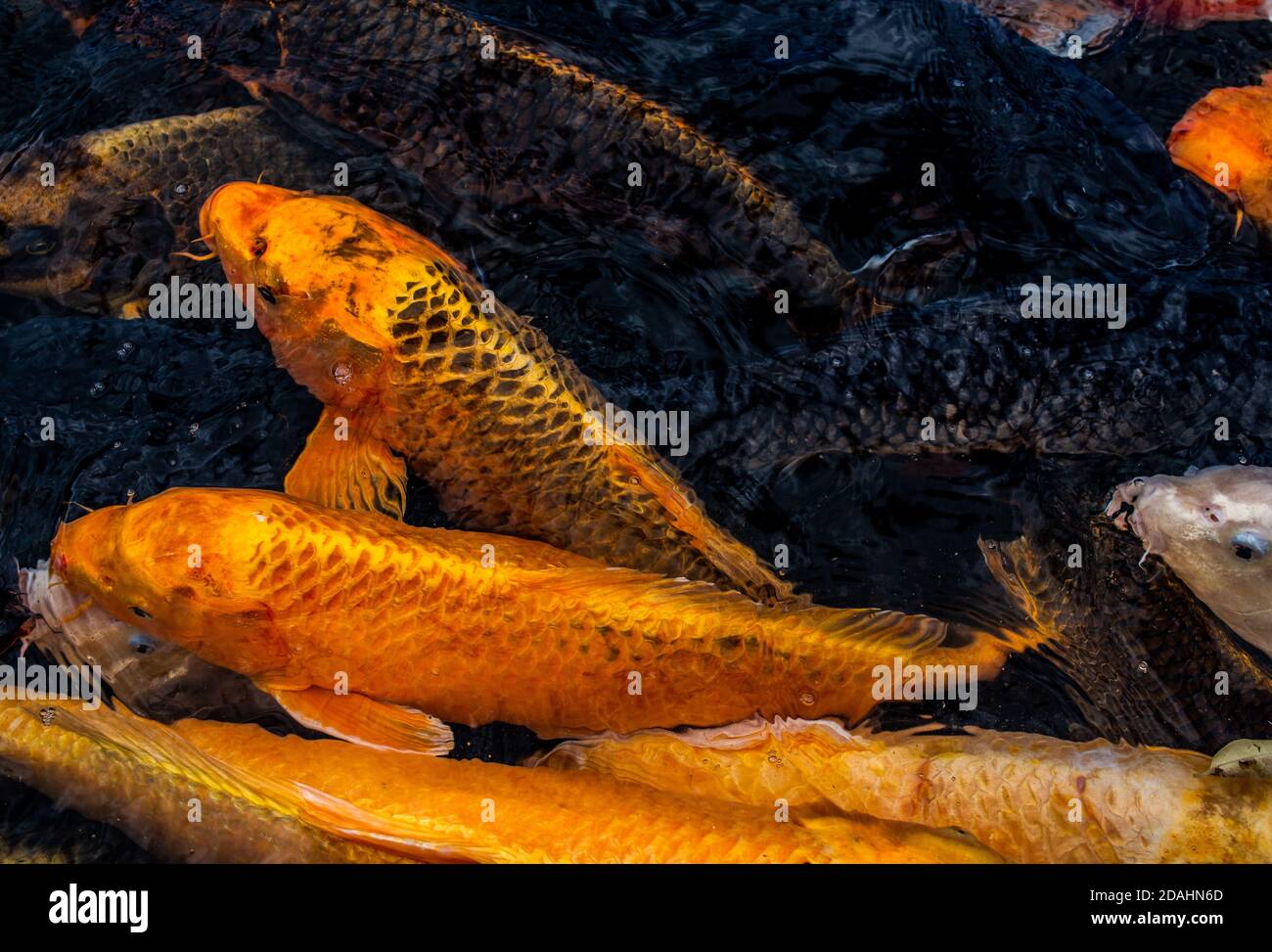 Red Carp High Resolution Stock Photography and Images - Alamy