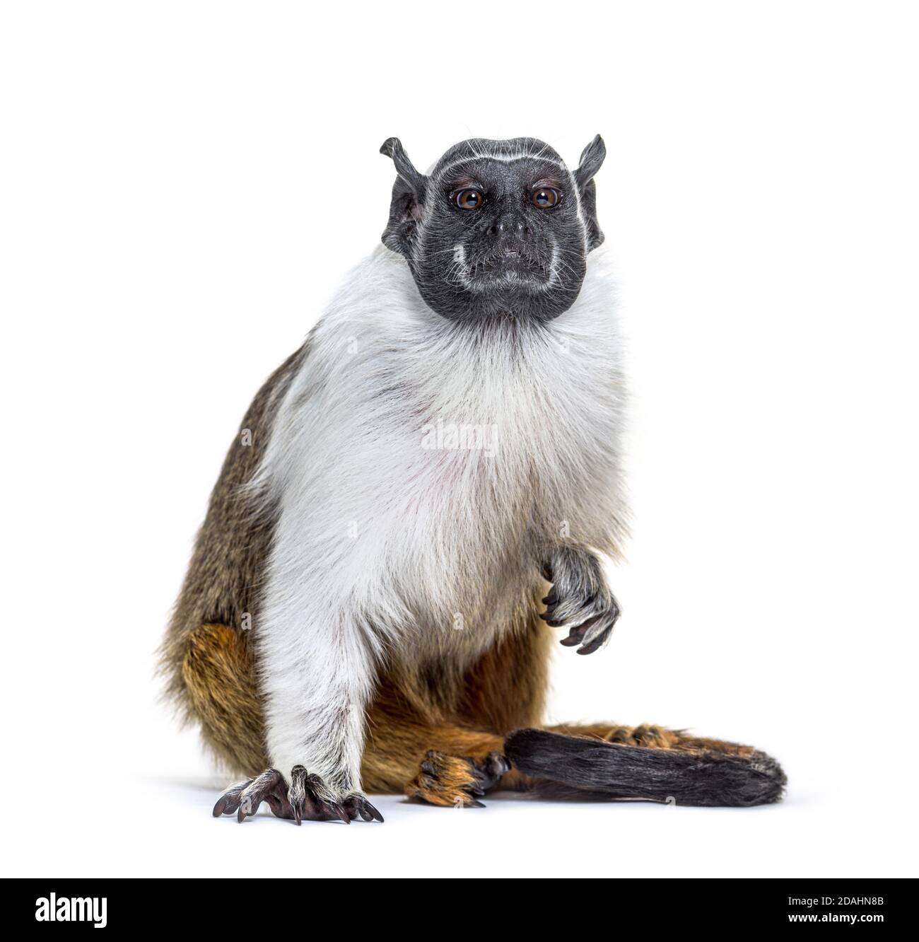 Pied tamarin, Saguinus bicolor, isolated on white Stock Photo - Alamy