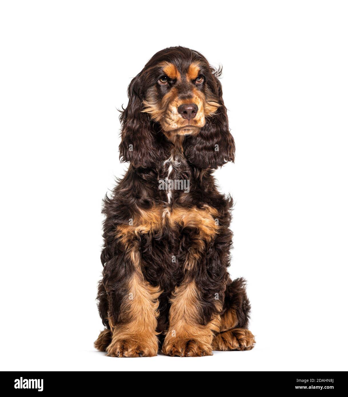 Brown English cocker spaniel dog isolated on white Stock Photo - Alamy