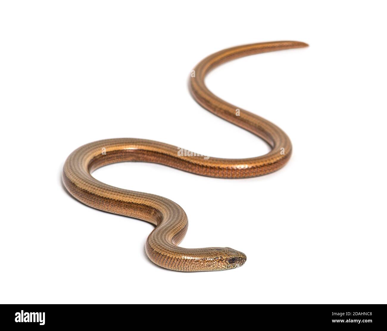 slowworm, Anguis fragilis, Isolated on white Stock Photo - Alamy