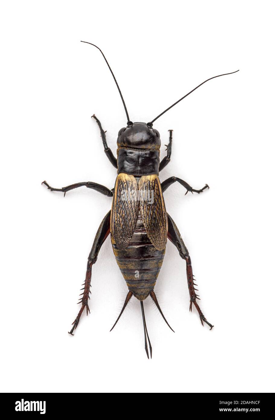 Female field cricket, isolated on white Stock Photo - Alamy