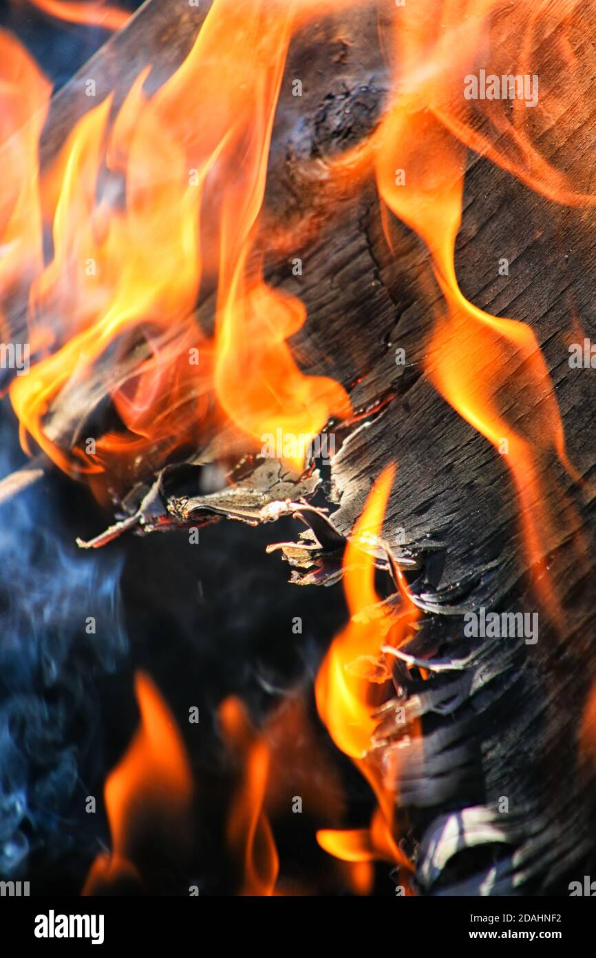birch firewood brightly burning in fire Stock Photo - Alamy